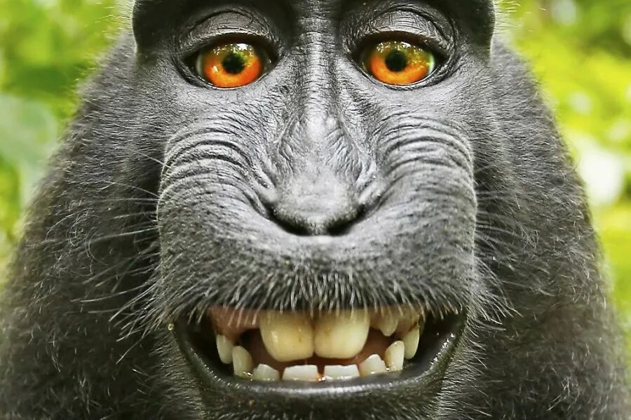 Самые смешные аватарки (260 картинок)