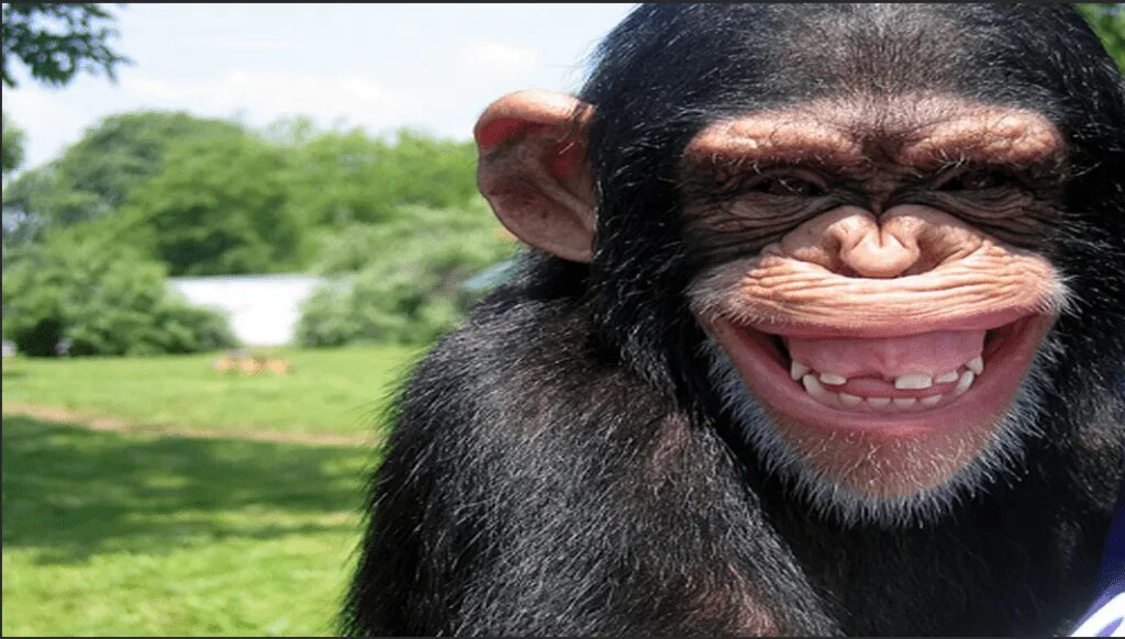 Самые смешные аватарки (260 картинок)