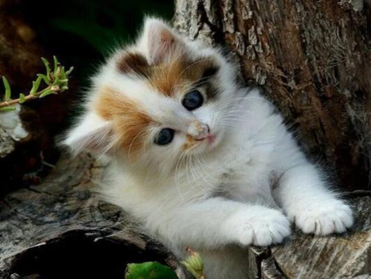 Самые милые картинки (100 картинок)